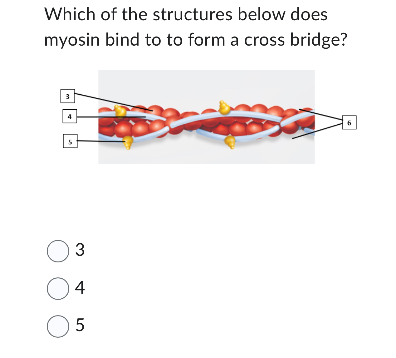 Solved Which of the structures below doesmyosin bind to to | Chegg.com