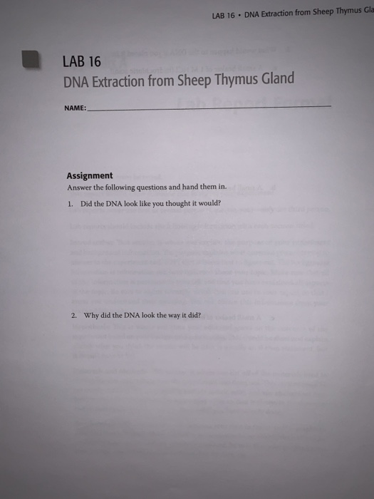 Solved LAB 16. DNA Extraction from Sheep Thymus Gla LAB 16 | Chegg.com