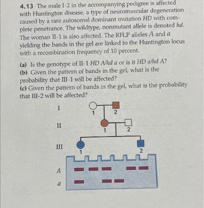 Solved 4.13 The male I-2 in the accompanying pedigree is | Chegg.com