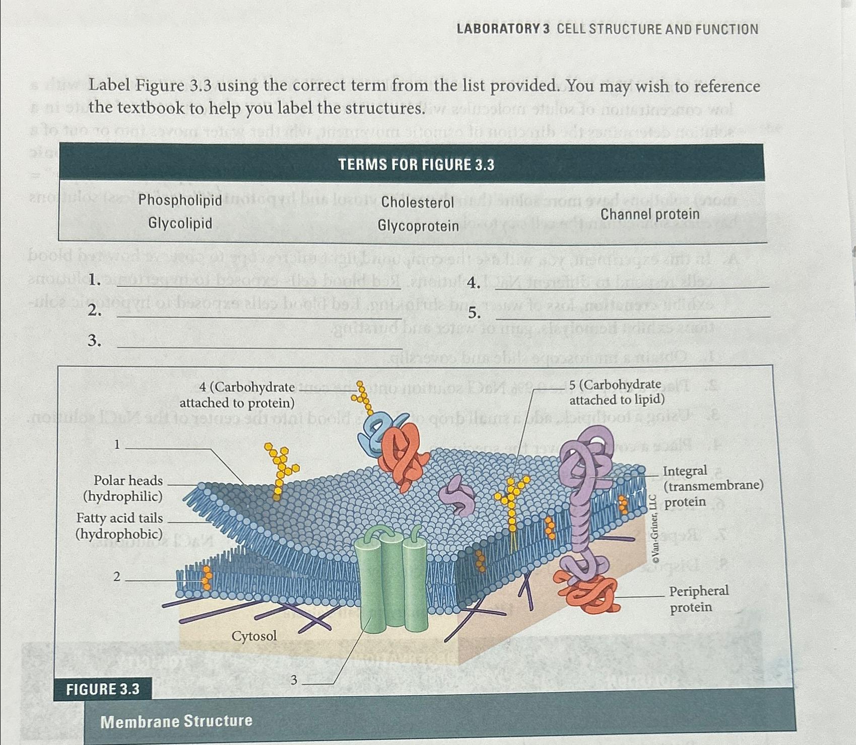 Solved LABORATORY 3 ﻿CELL STRUCTURE AND FUNCTIONLabel Figure | Chegg.com