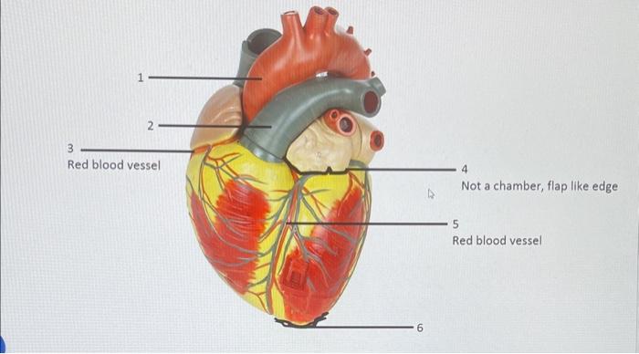 Solved label heart anatomy | Chegg.com