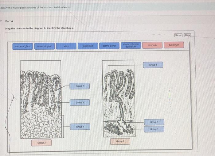 Solved dentity the histological structures of the stomach | Chegg.com