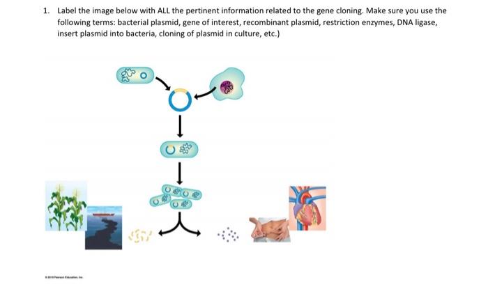 Solved 1. Label the image below with ALL the pertinent | Chegg.com