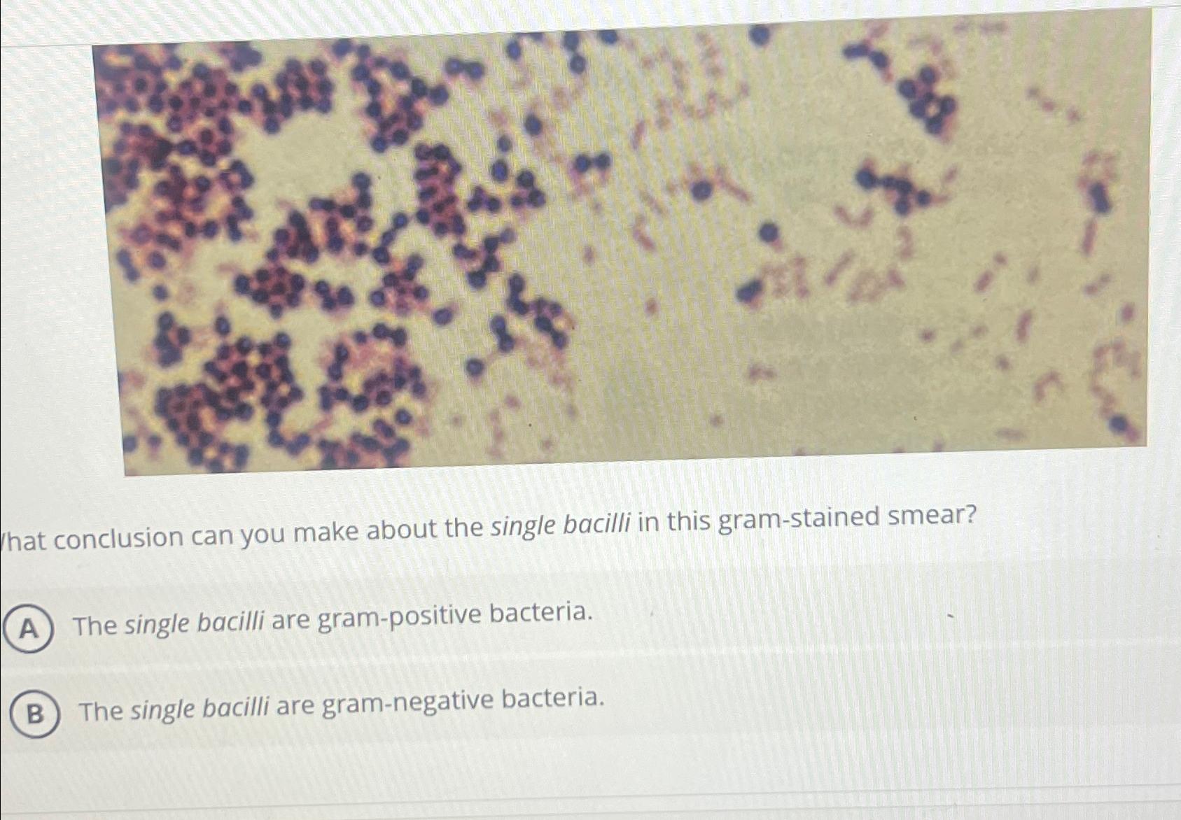 Solved Ihat conclusion can you make about the single bacilli | Chegg.com