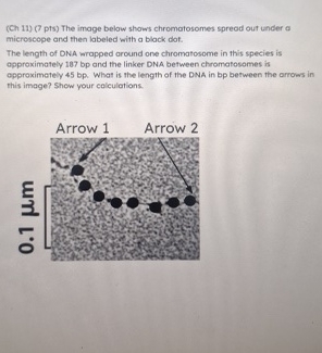 Solved The image below shows chromatosomes spread out under | Chegg.com