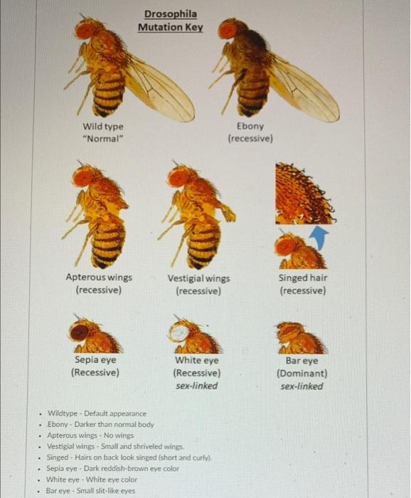 Solved Case Study: Sac State has a fruit fly colony on | Chegg.com