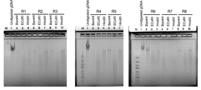 3 Undigested DNA BamHil w ECORI Hindi BamHI! ECORID N | Chegg.com