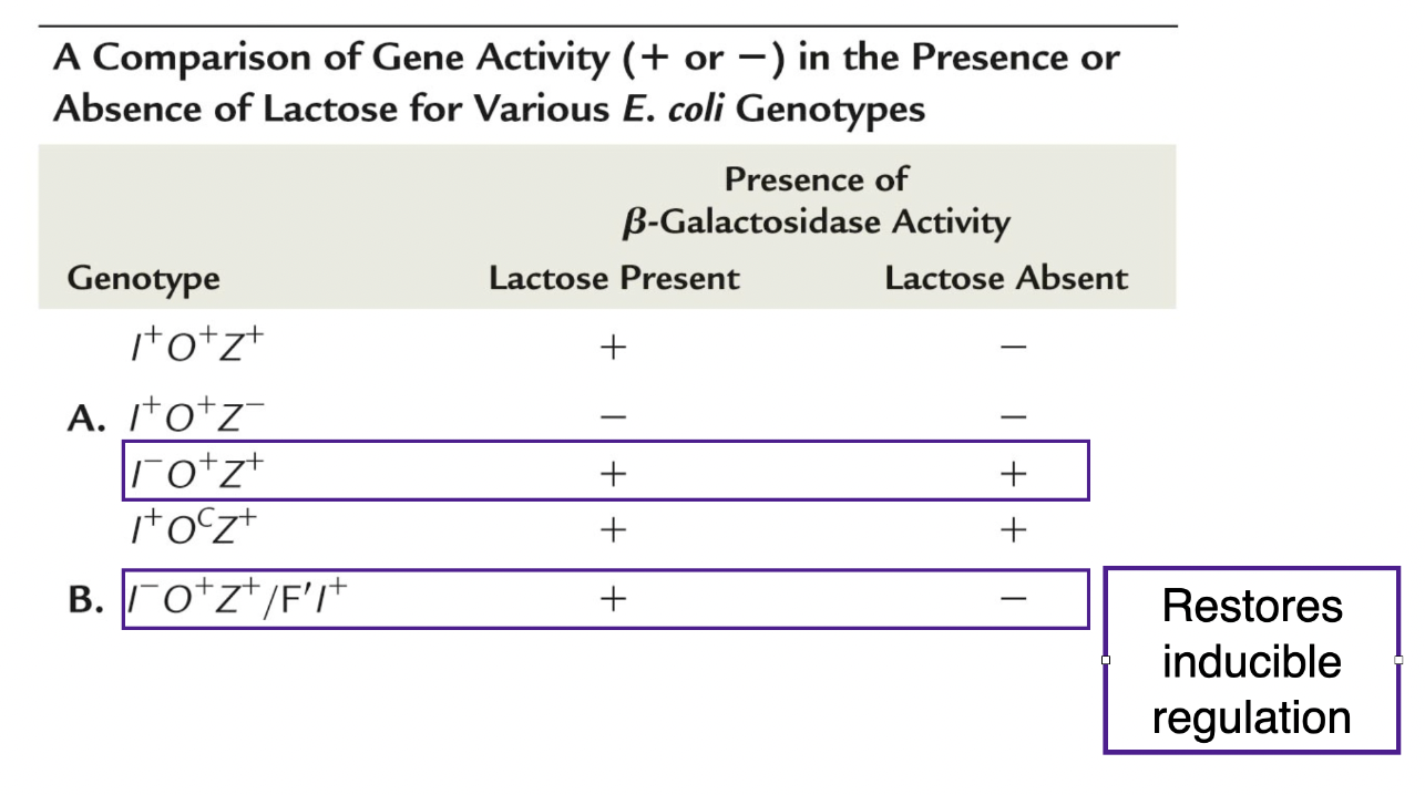 Solved Draw a gene model of the lac operon that shows how | Chegg.com