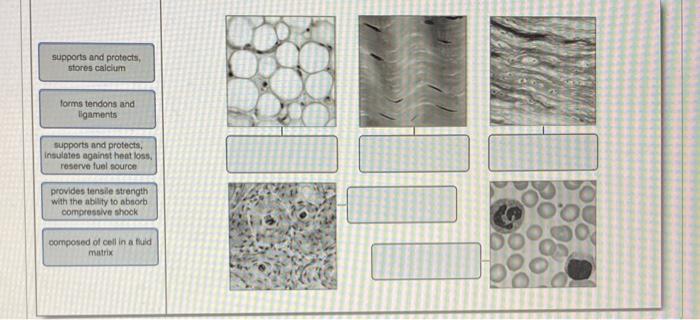 Solved supports and protects, stores calcium forms tendons | Chegg.com