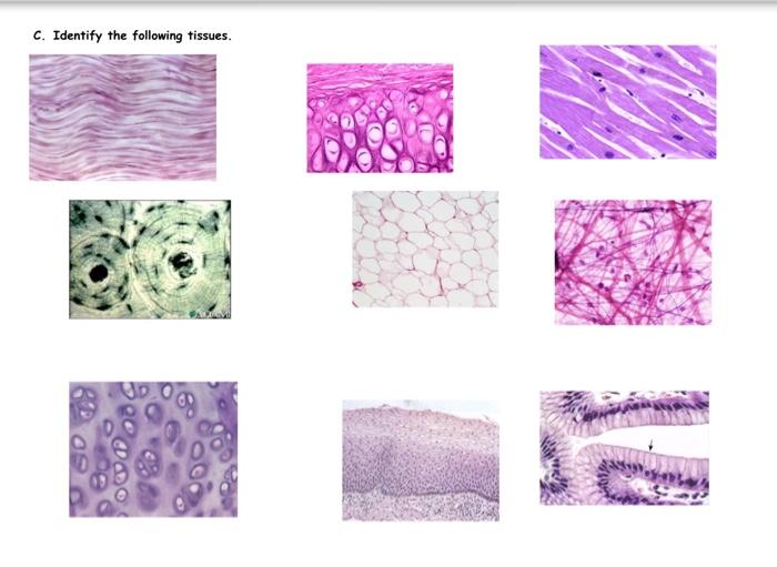 Solved C. Identify the following tissues. | Chegg.com