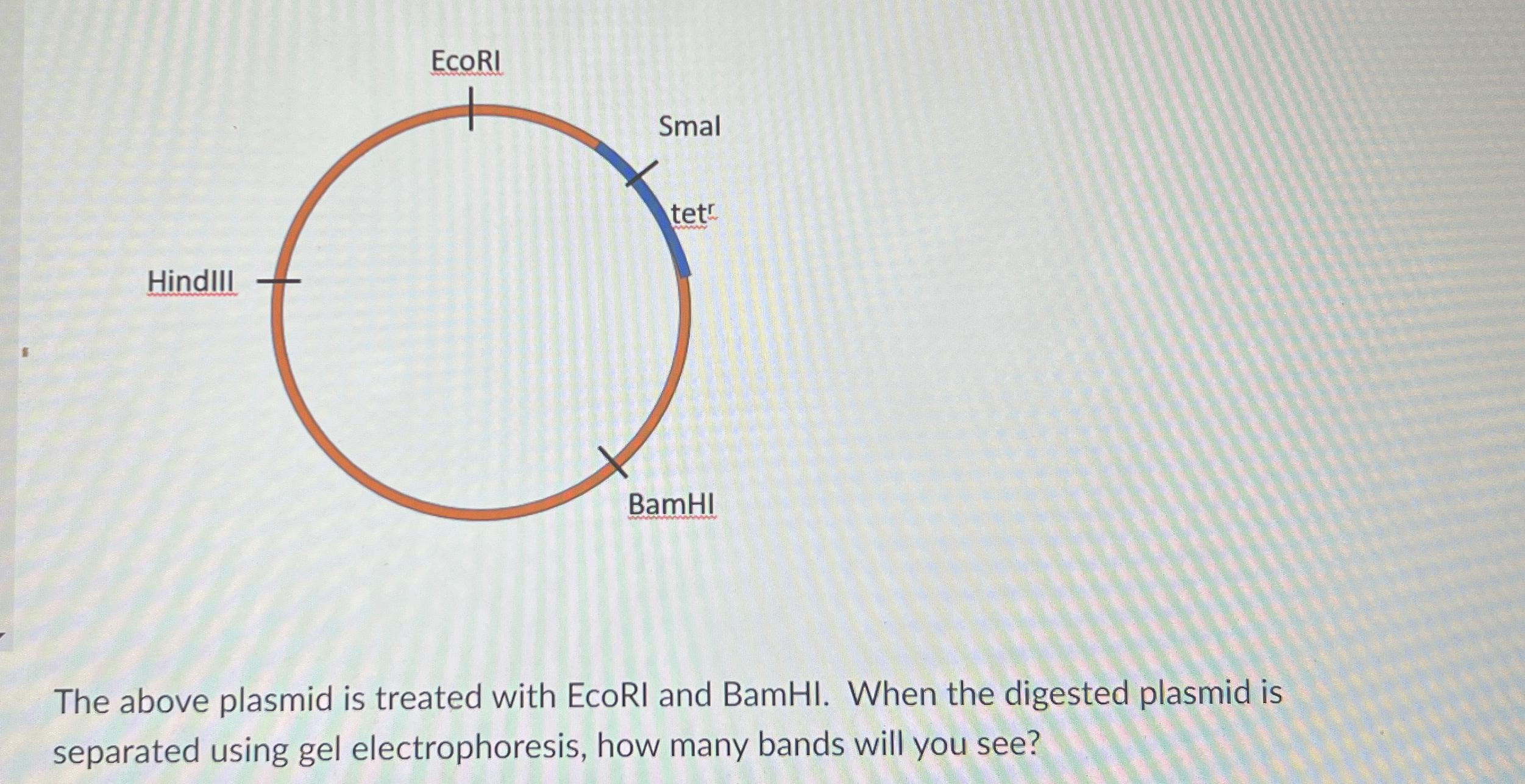 Solved The above plasmid is treated with EcoRI and BamHI. | Chegg.com