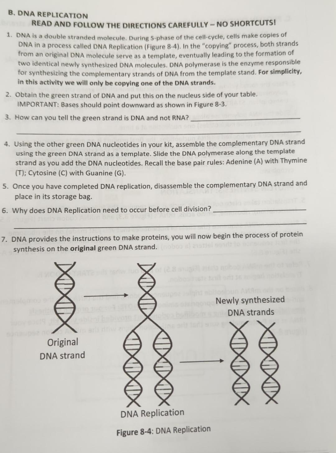 Solved B. ﻿DNA REPLICATIONREAD AND FOLLOW THE DIRECTIONS | Chegg.com