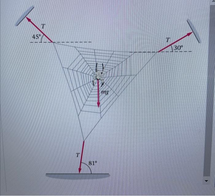 Solved An orb-weaver spider sits in her web that is | Chegg.com