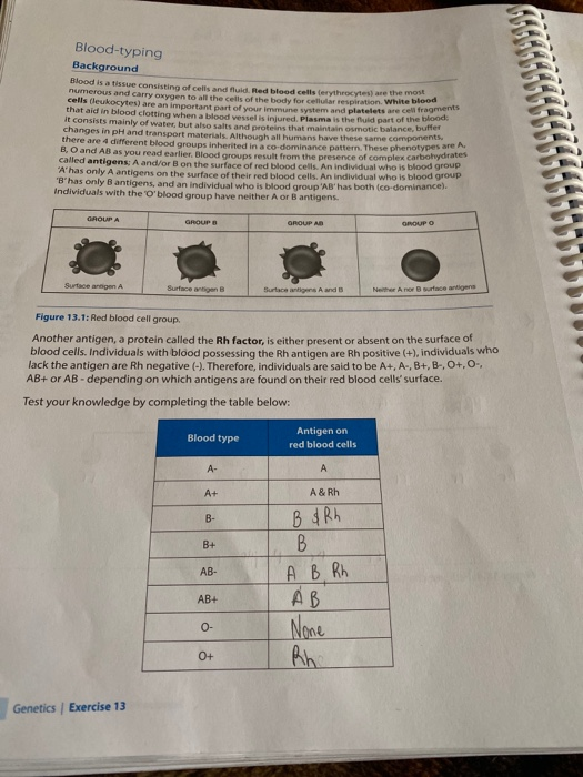 Solved Blood type Antigen on red blood cells Antibodies | Chegg.com