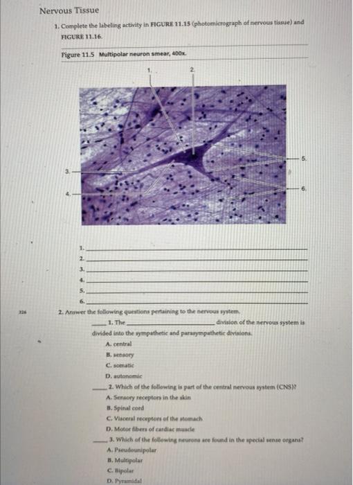 Solved Nervous Tissue 1. Complete the labeling activity in | Chegg.com