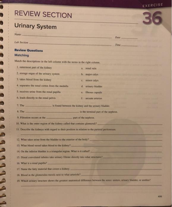 EXERCISE REVIEW SECTION 36 Urinary System Nam De Lab | Chegg.com