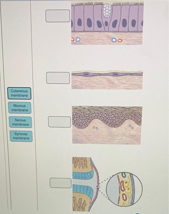 Solved SO Оо Cutaneous membrane Mucous membrane Serous | Chegg.com