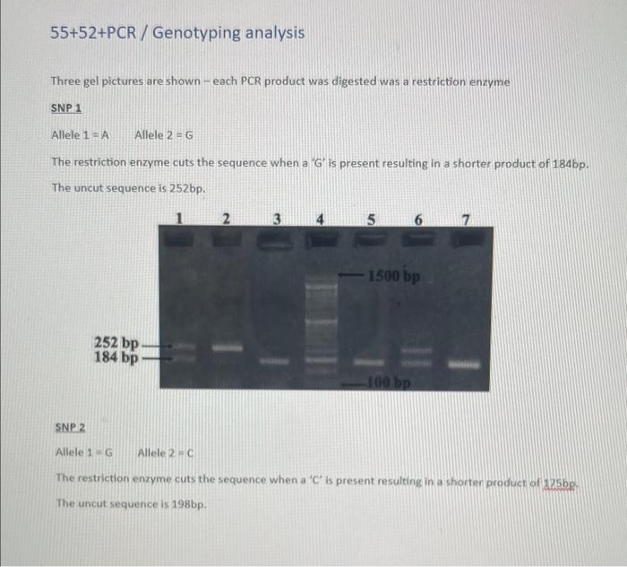 55+52+ PCR / Genotyping analysis Three gel pictures | Chegg.com