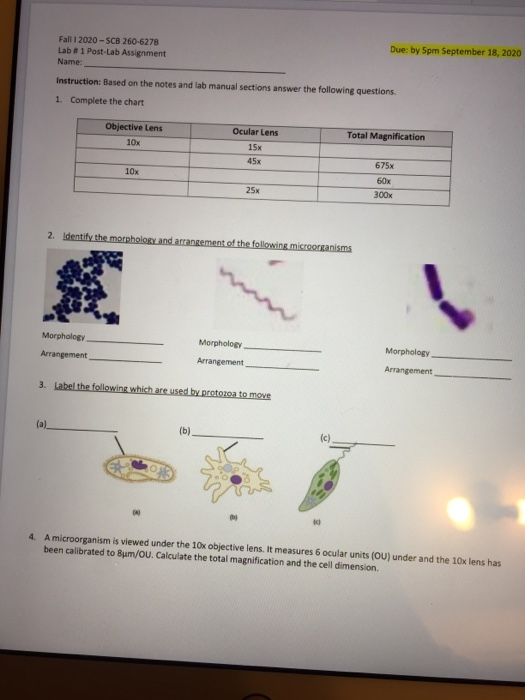 Fall 2020 - SCB 260-6278 Lab# 1 Post-Lab Assignment | Chegg.com