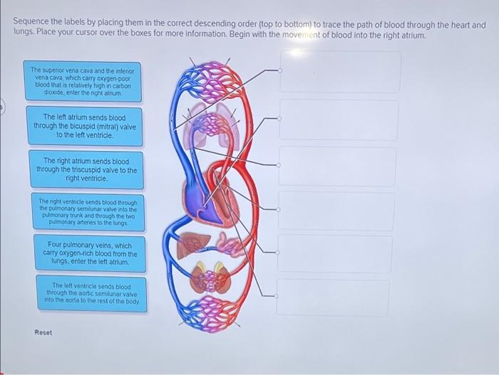 Solved Sequence the labels by placing them in the correct | Chegg.com