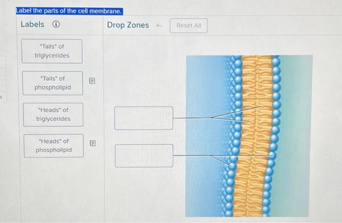 Solved S Label the parts of the cell membrane. Labels | Chegg.com