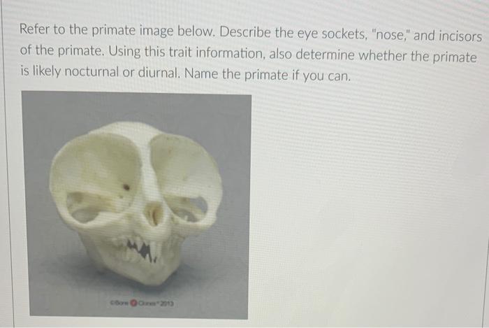 Refer to the primate image below. Describe the eye | Chegg.com