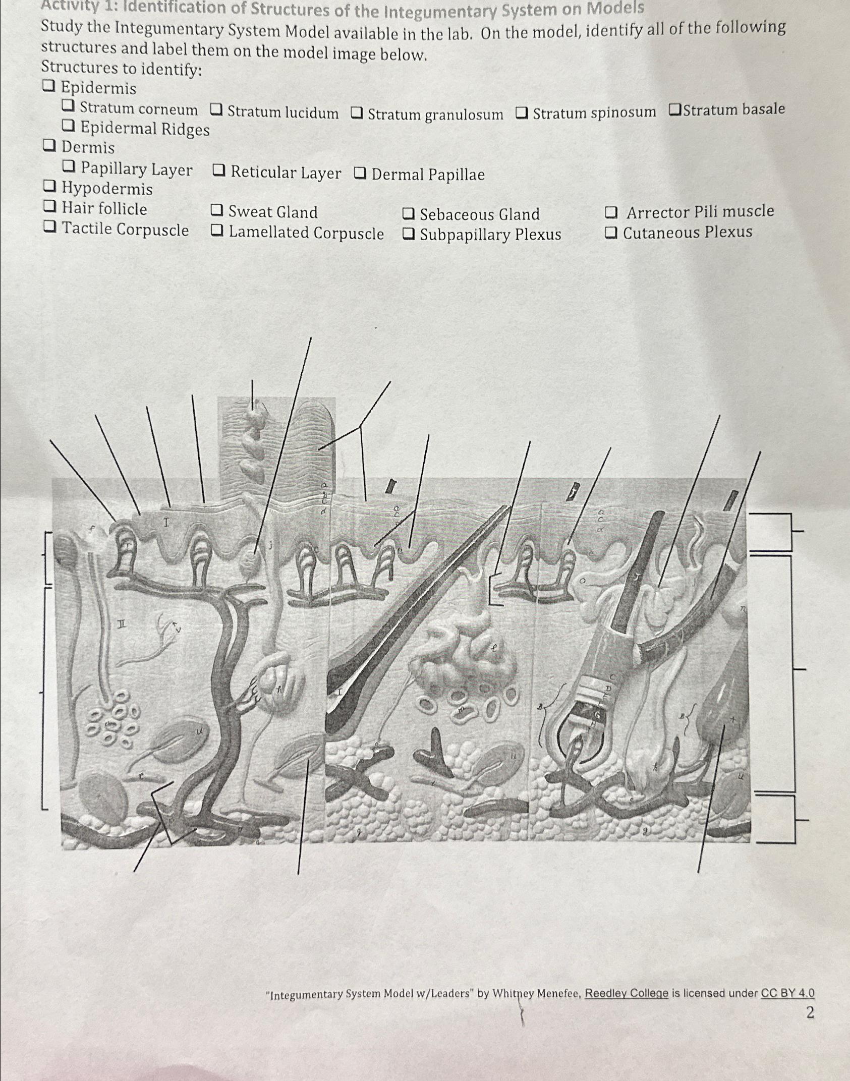 Activity 1: Identification of Structures of the | Chegg.com