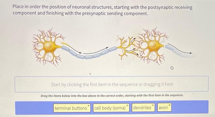 Solved Place in order the position of neuronal structures, | Chegg.com