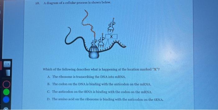 Solved 27. An original DNA sequence, a mutated DNA sequence, | Chegg.com