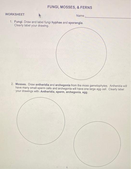 Solved FUNGI, MOSSES, & FERNS WORKSHEET Name 1. Fungi. Draw | Chegg.com