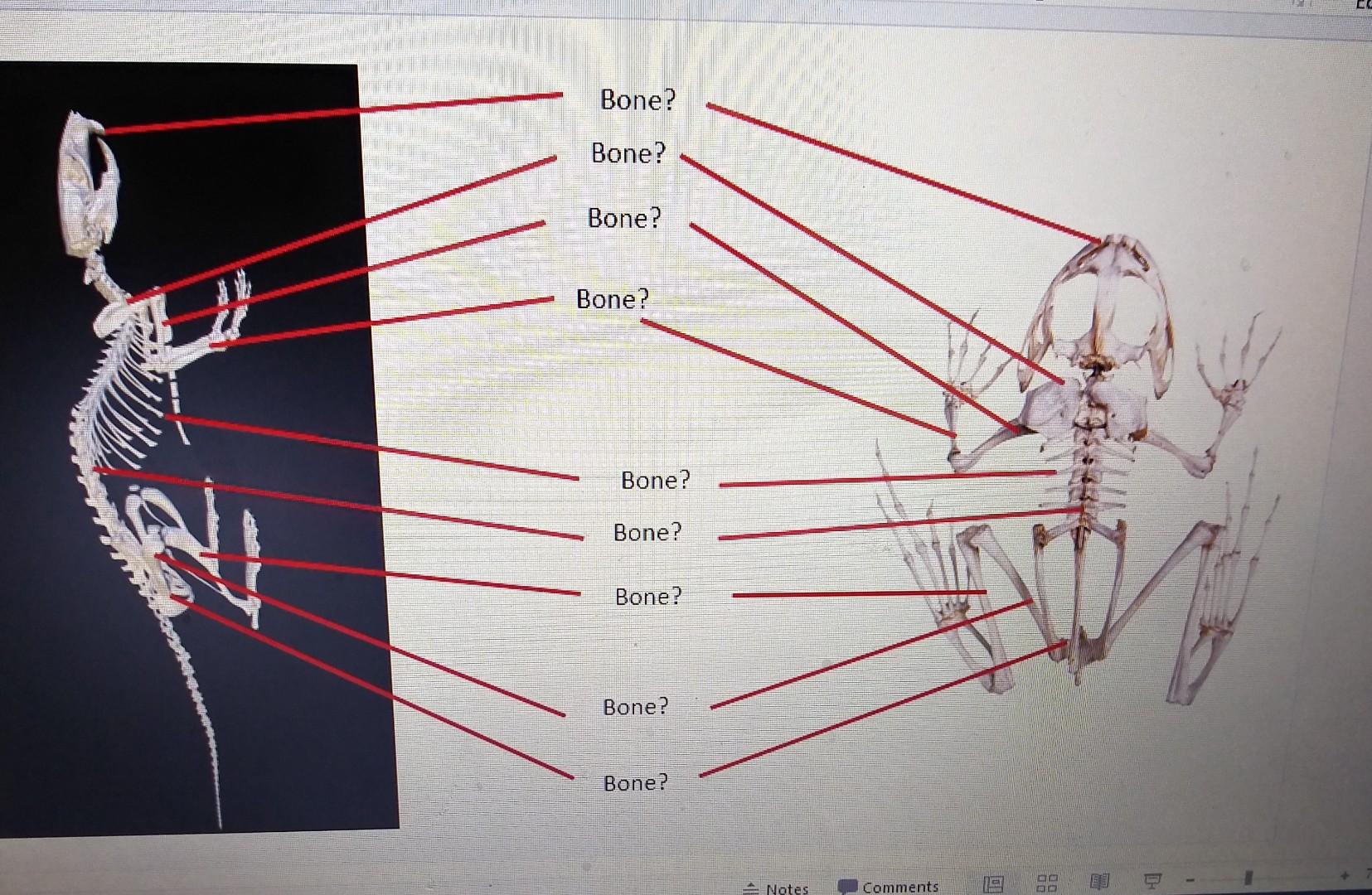 Solved o 4) Frog and rat skeletal anatomy Use the following | Chegg.com