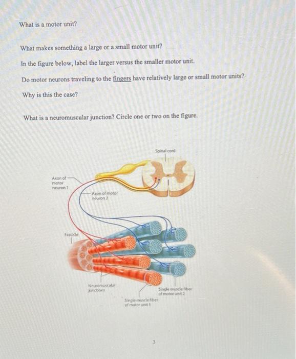 Solved What is a motor unit? What makes something a large or | Chegg.com