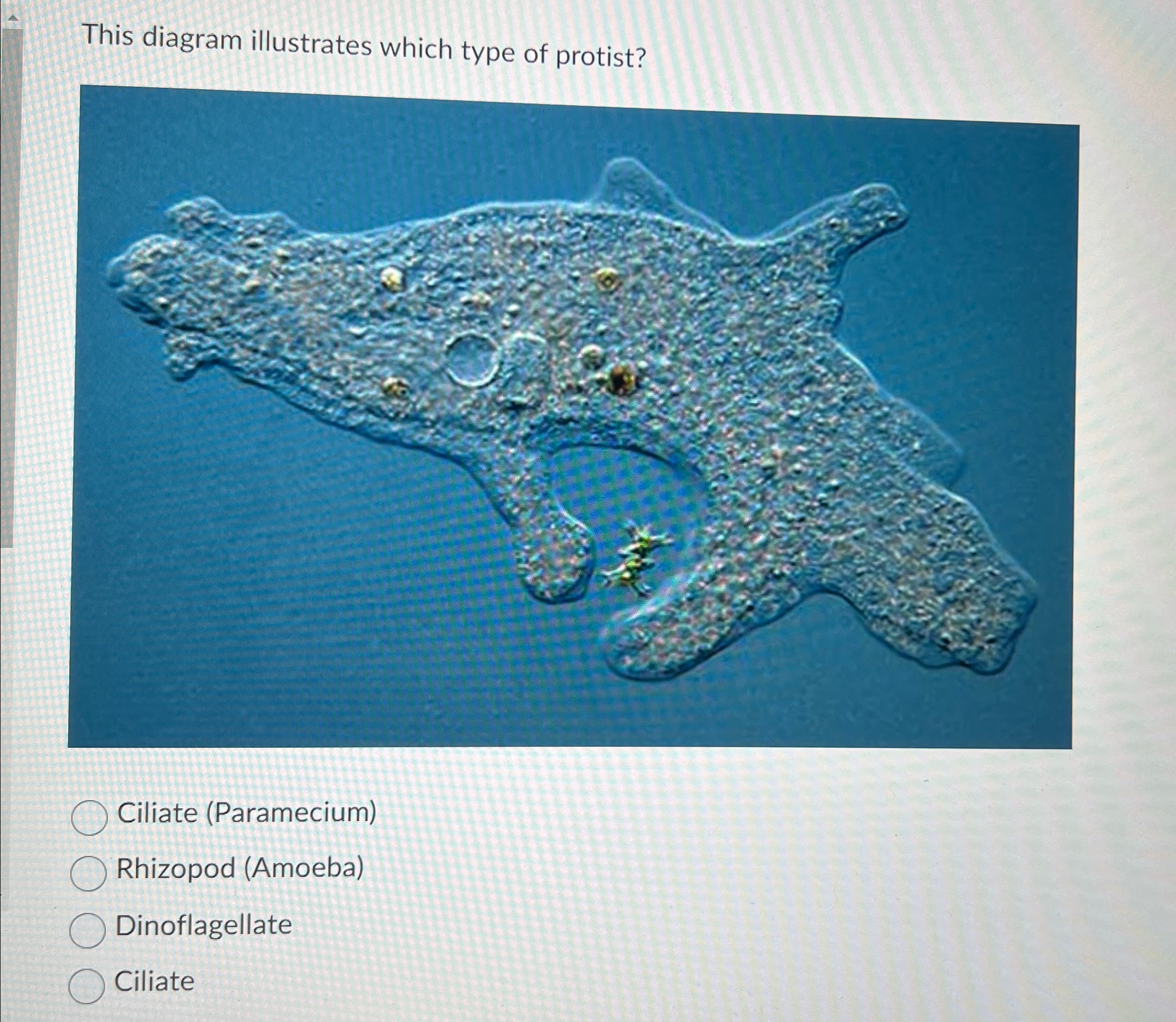 Solved This diagram illustrates which type of protist? | Chegg.com