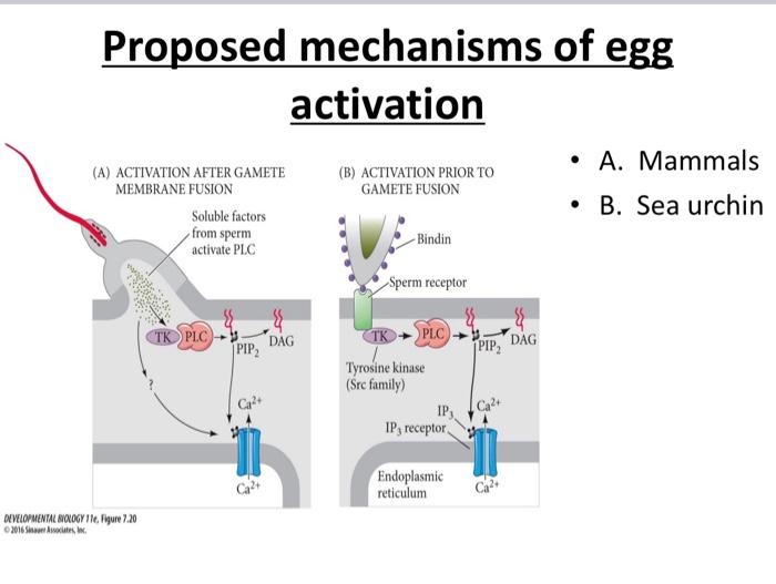 Solved Proposed mechanisms of egg activation • A. Mammals | Chegg.com