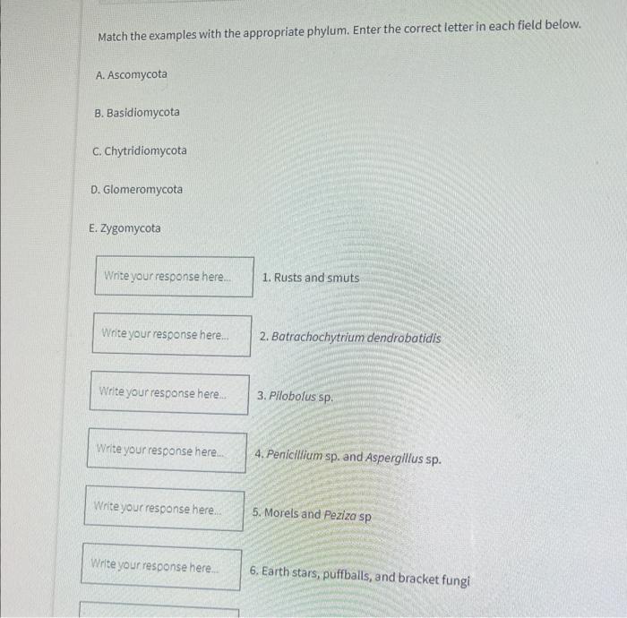 Solved Match the examples with the appropriate phylum. Enter | Chegg.com