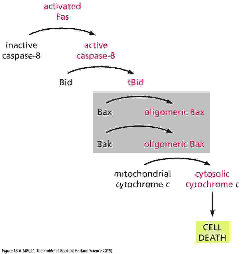 Solved Cell Death: A variety of treatments can cause cells | Chegg.com
