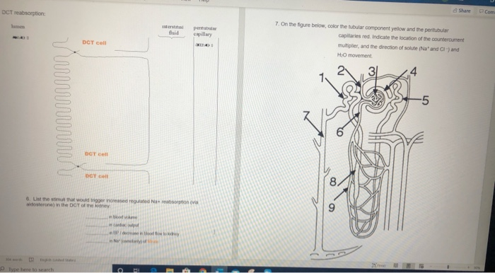 Solved Urinary System Worksheet 1. Excretion- Filtration: 1 | Chegg.com