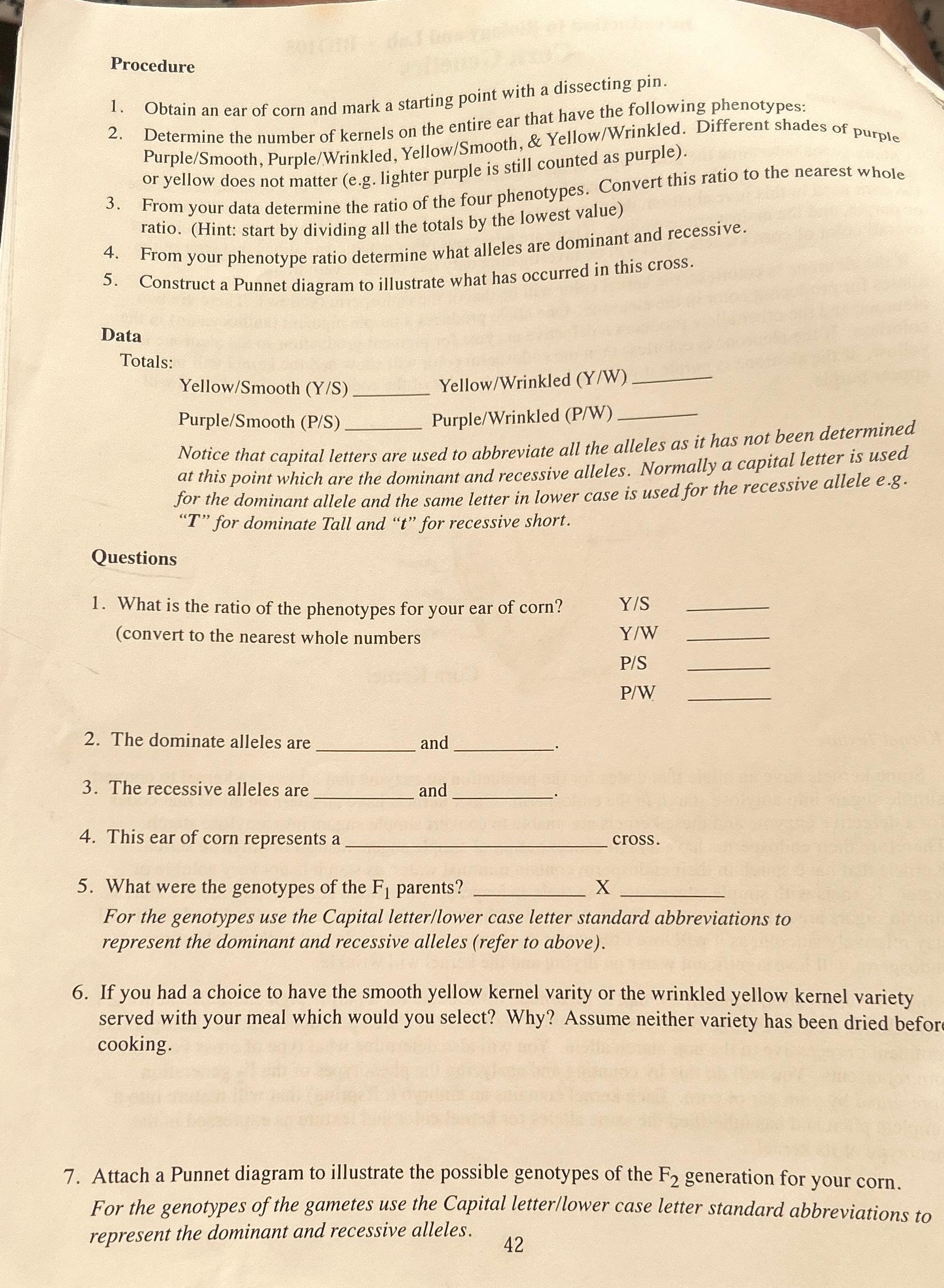 Solved ProcedureObtain an ear of corn and mark a starting | Chegg.com