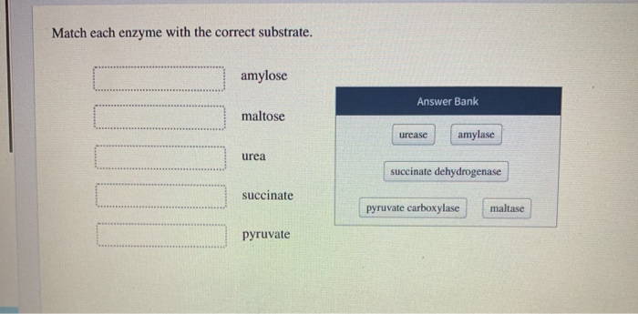 Solved Match each enzyme with the correct substrate. amylose | Chegg.com