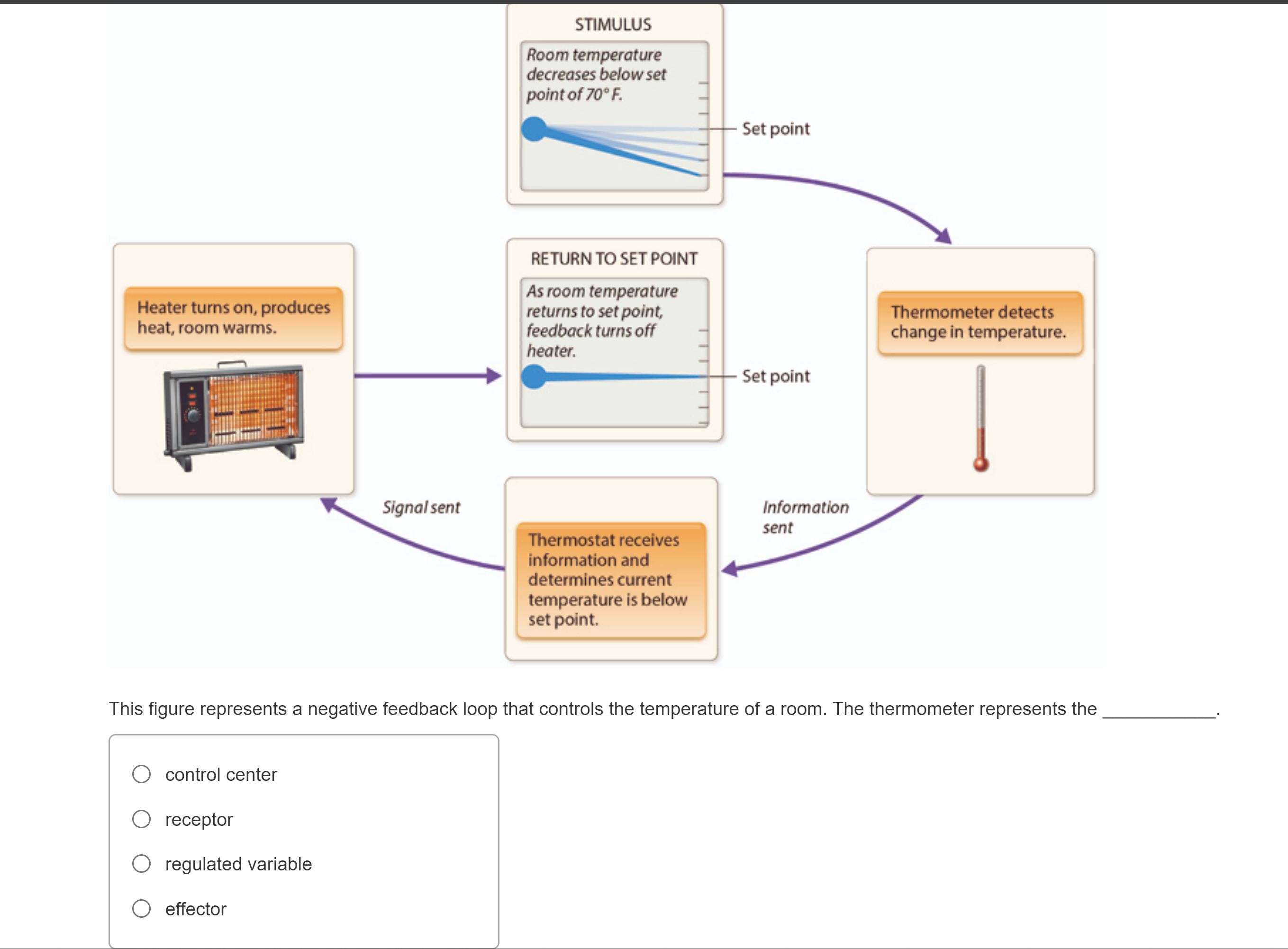 Solved This figure represents a negative feedback loop that | Chegg.com