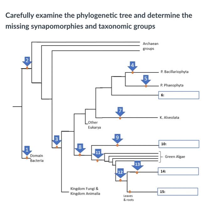 Question 1: What synapomorphy do you expect on the | Chegg.com