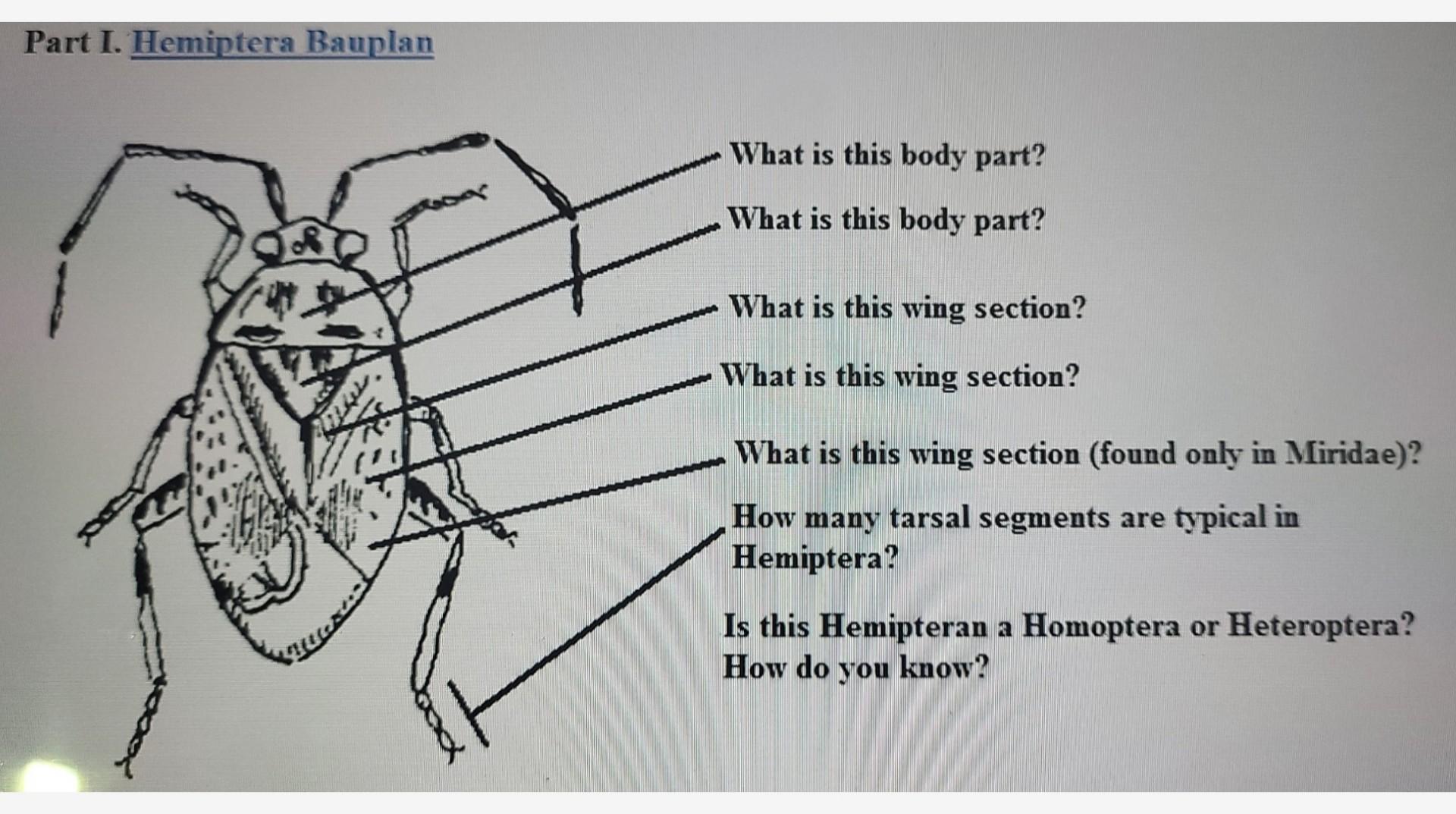 Solved Part I. Hemiptera Bauplan What is this body part? | Chegg.com