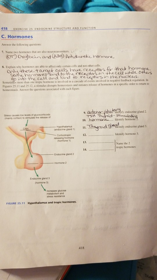 Solved 418 EXERCISE 25 ENDOCRINE STRUCTURE AND FUNCTION C. | Chegg.com