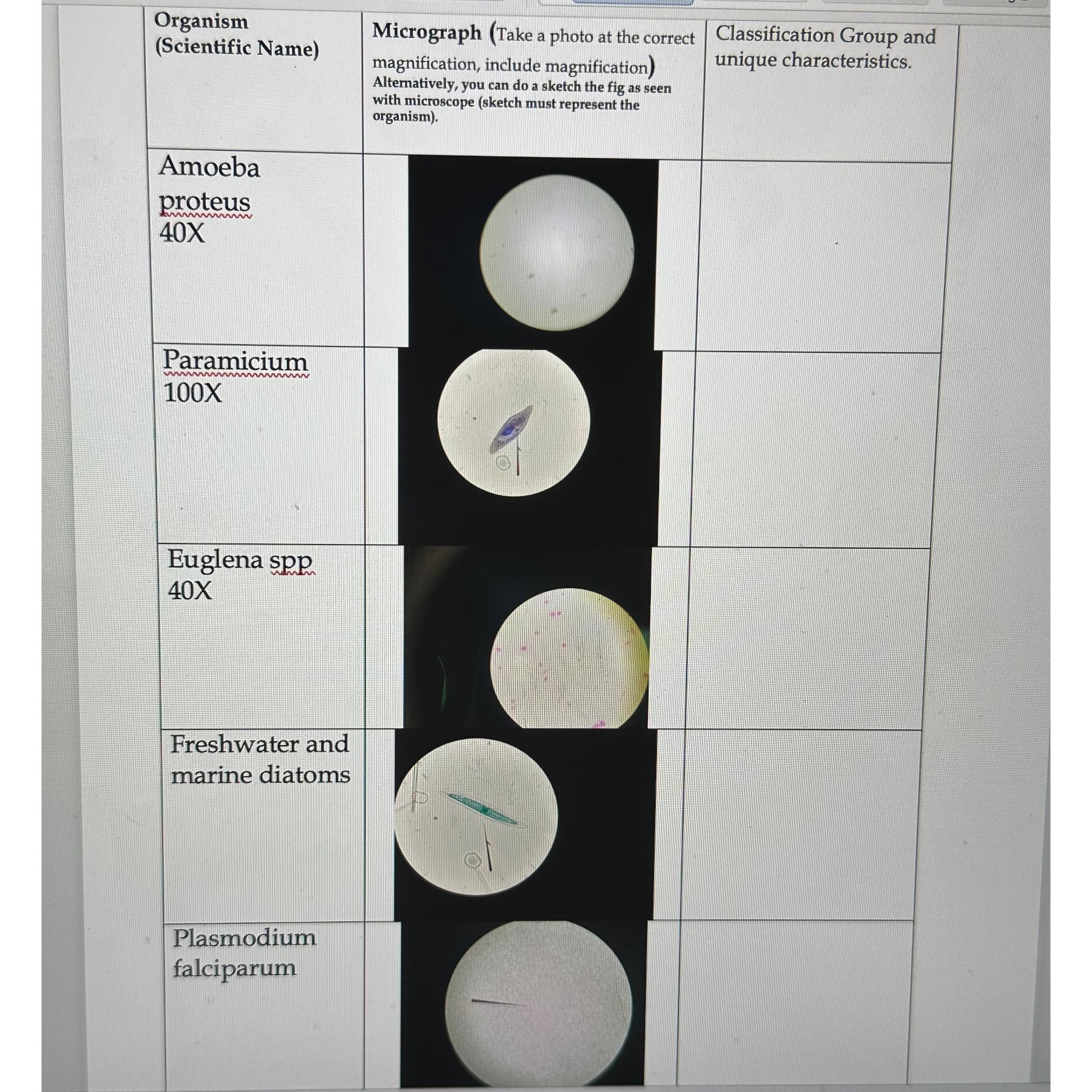 Solved Organism(Scientific Name)Micrograph (Take a photo at | Chegg.com