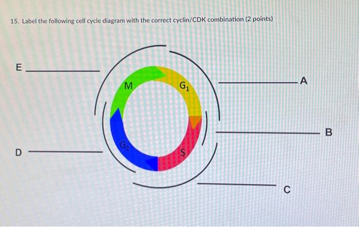Solved 15. Label the following cell cycle diagram with the | Chegg.com