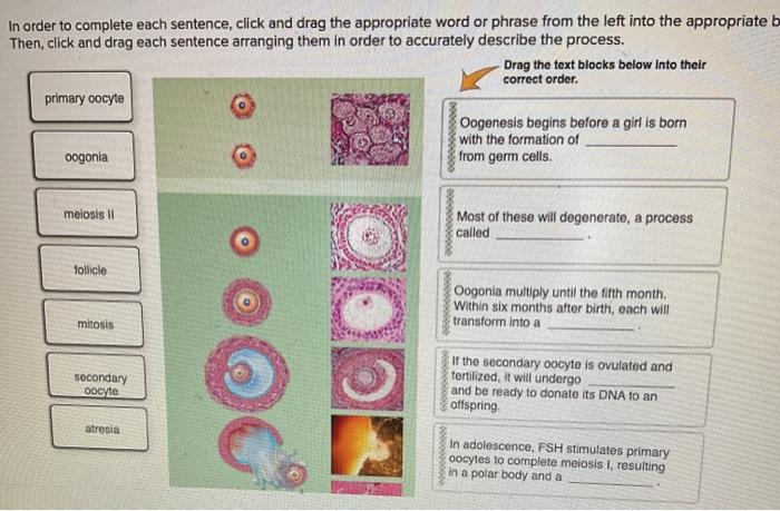 Solved In order to complete each sentence, click and drag | Chegg.com