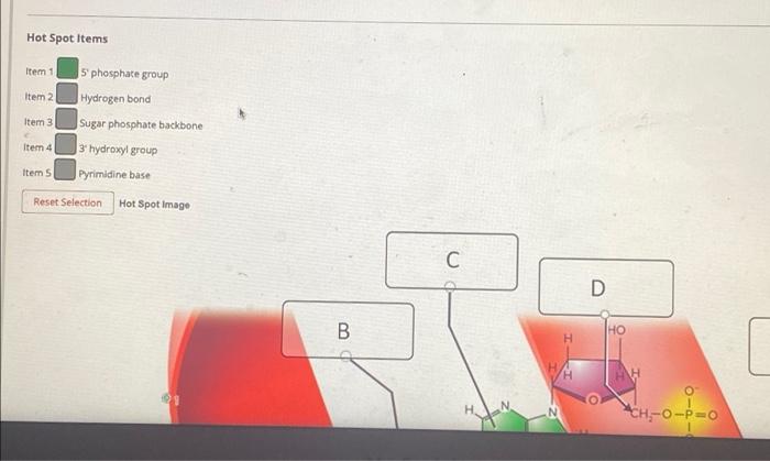 Solved Hot Spot Items Item 1 5 phosphate group Item 2 Item 3 | Chegg.com
