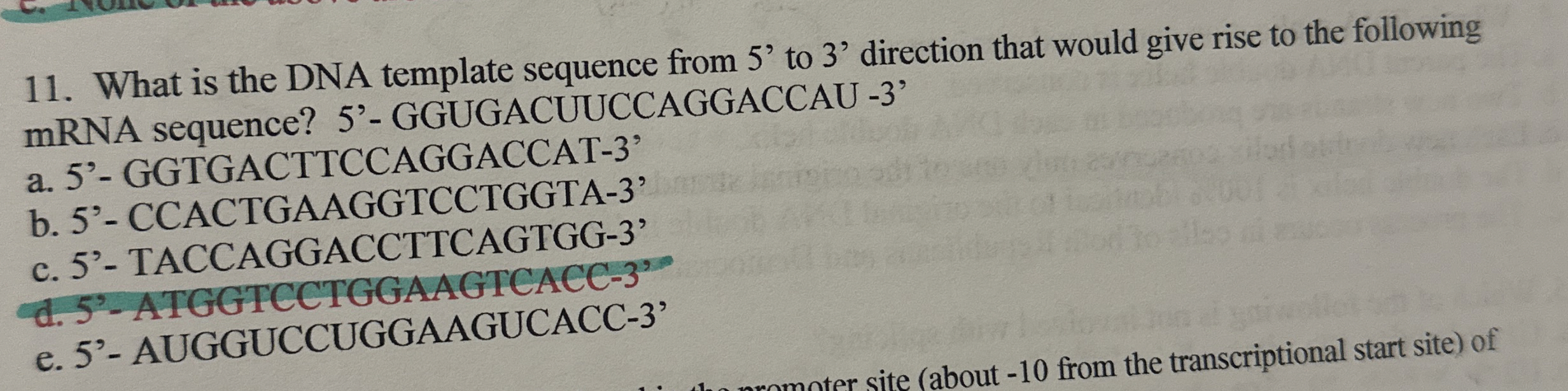 Solved What is the DNA template sequence from 5' ﻿to 3' | Chegg.com