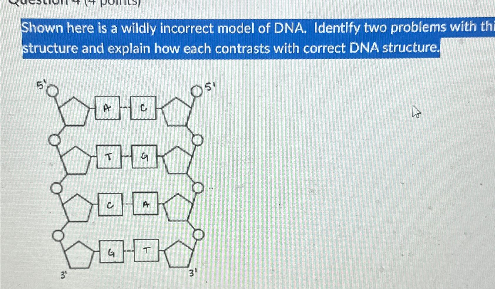 Solved Shown here is a wildly incorrect model of DNA. | Chegg.com