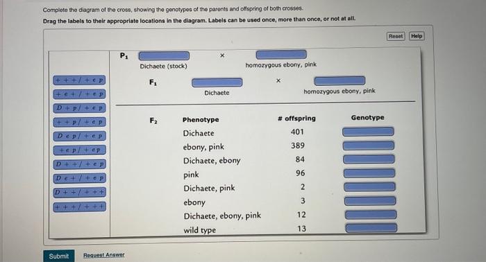 Solved Complete the diagram of the cross, showing the | Chegg.com